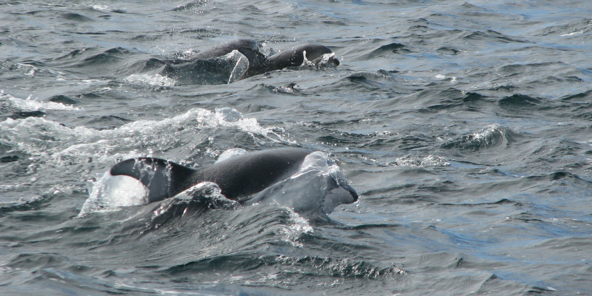 Transportation to the Broughton Archipelago